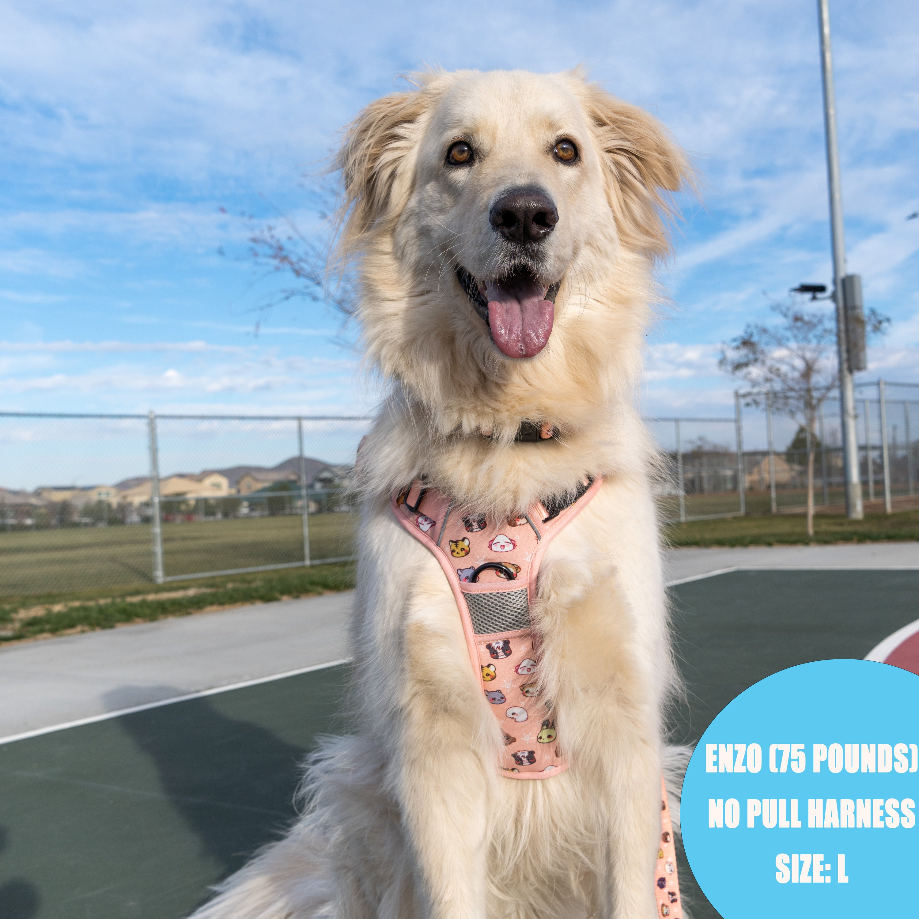 Zodiac No Pull Harness Bundle – The Paw Squad